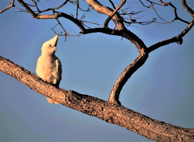 Nature's Portrait. - Australian Photography
