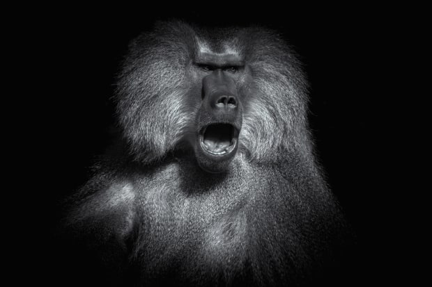 Ferocious Baboon - Australian Photography