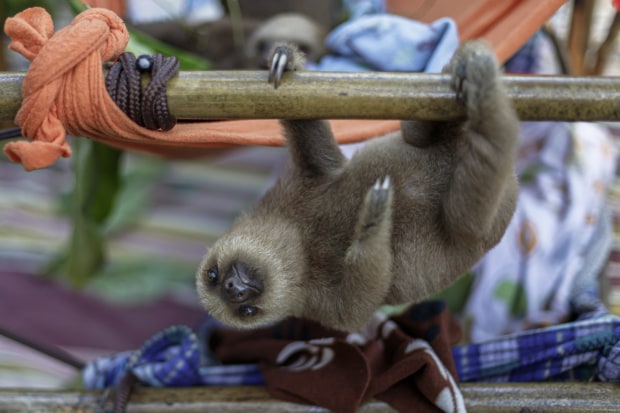 Baby Sloths - Australian Photography