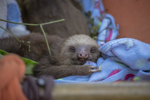 Baby Sloths - Australian Photography