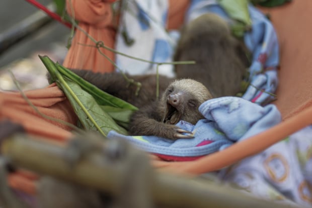Baby Sloths - Australian Photography