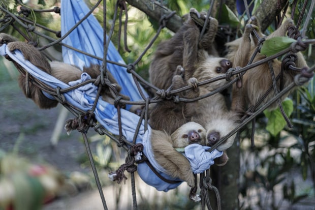Baby Sloths - Australian Photography