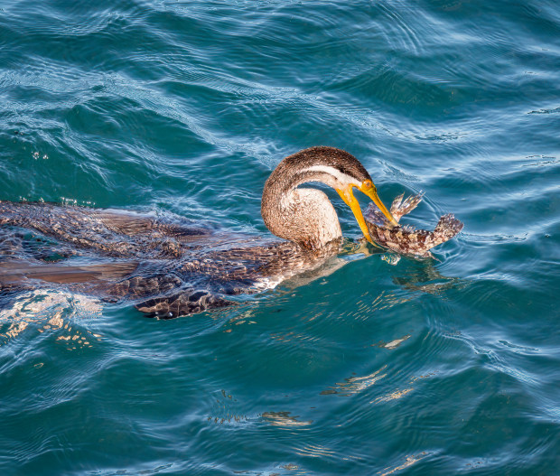 Spikey morsel for breakfast - Australian Photography
