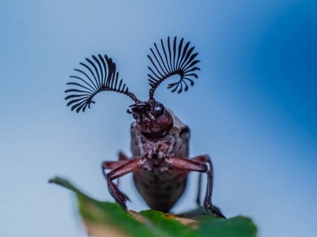 Beautiful Beasts of the Rainforest - Australian Photography