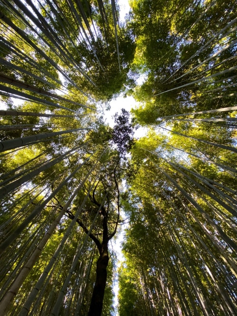 Trees of splendour - Australian Photography