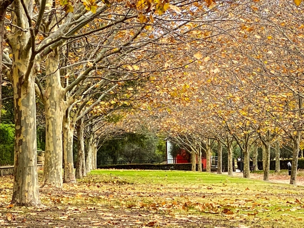 Trees of splendour - Australian Photography