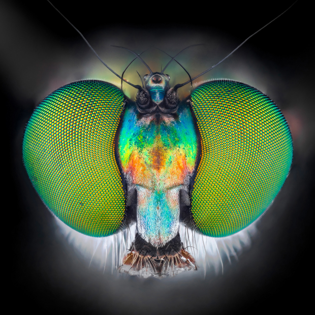Insect Headshots - Australian Photography