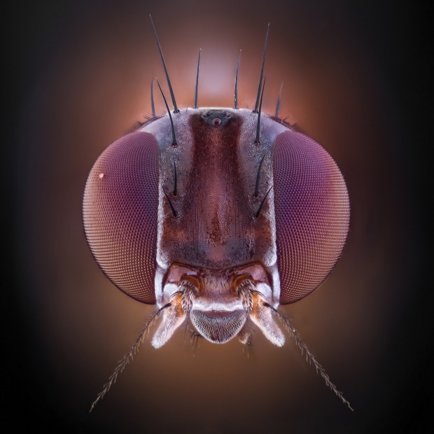 Insect Headshots - Australian Photography
