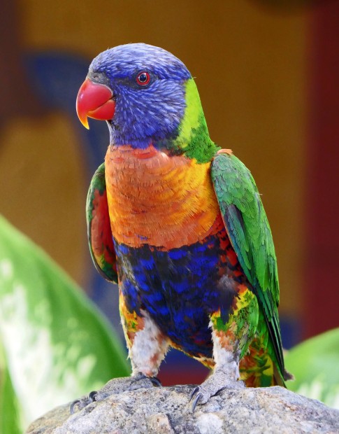 Mum Nature's Critters - Australian Photography