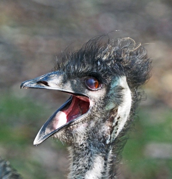 Mum Nature's Critters - Australian Photography