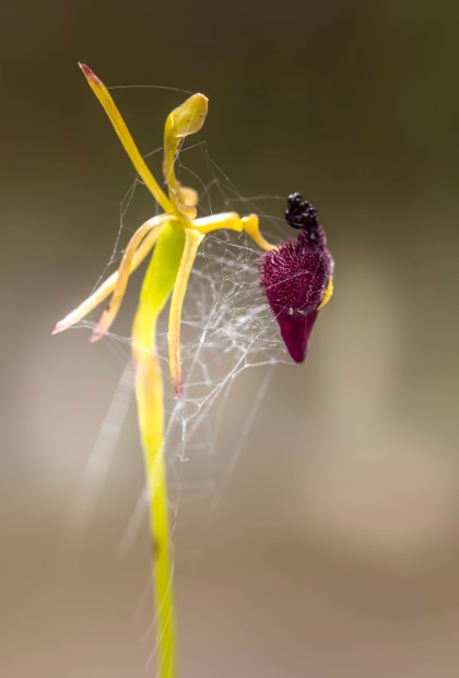 Native Orchid Focus - Australian Photography