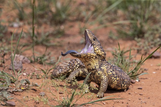 Shingleback Lizard - Australian Photography