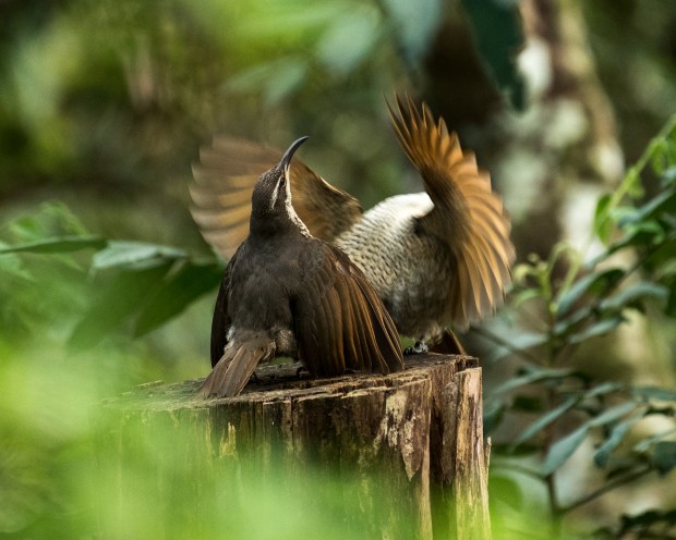 Paradise Riflebird - Australian Photography