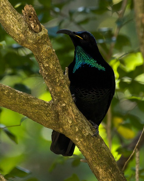 Paradise Riflebird - Australian Photography