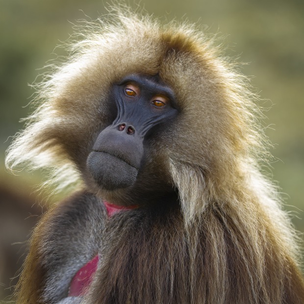 Gelada expressions - Australian Photography