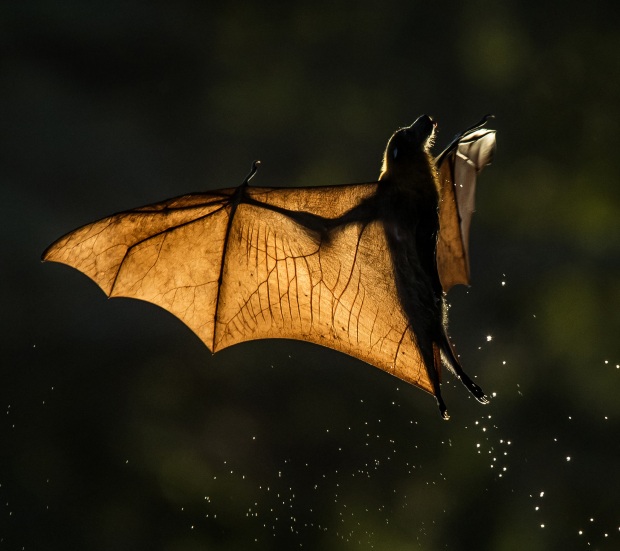 Flying Fox - Australian Photography