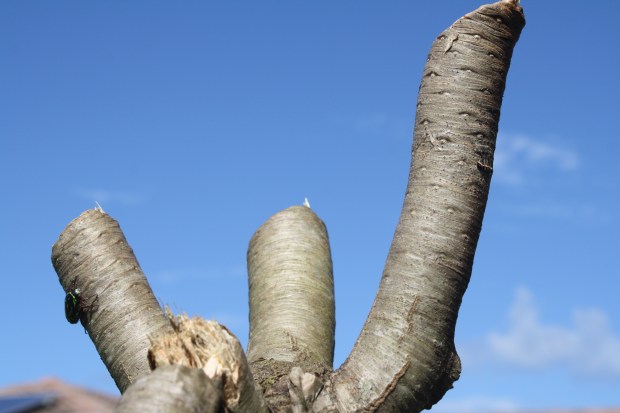 Tree's Claw Holding Sky - Australian Photography