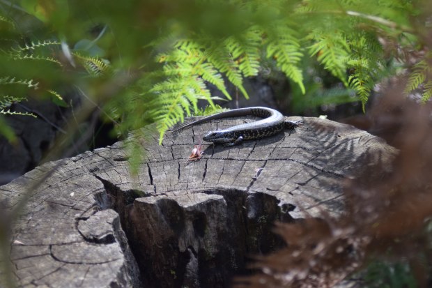 Lizard on log - Australian Photography