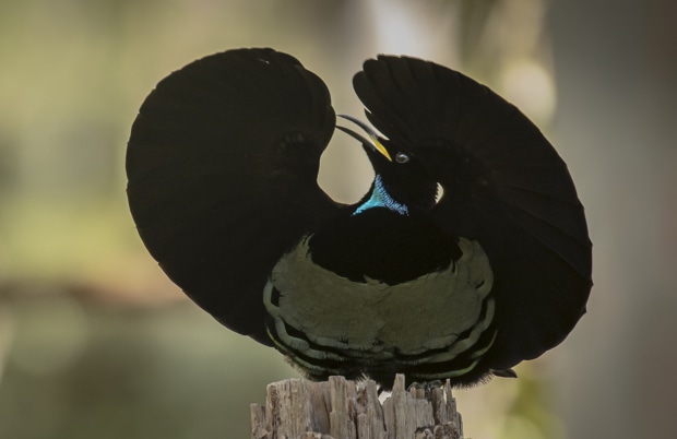 Victorias Riflebird Displaying - Australian Photography