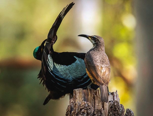 Victorias Riflebird Displaying - Australian Photography