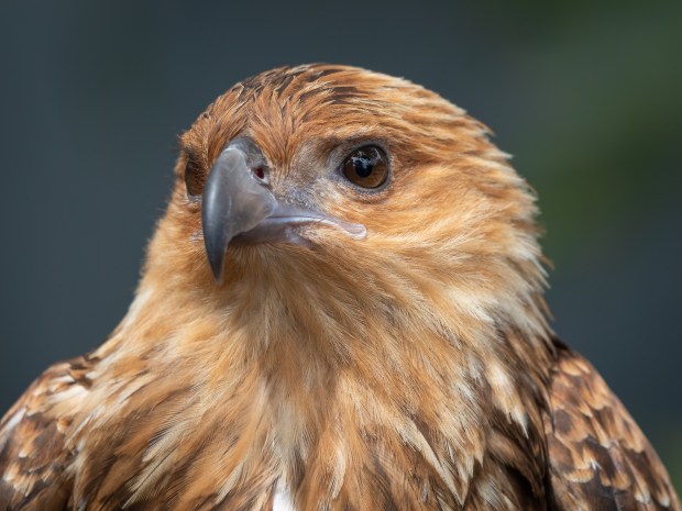 Raptor Portraits - Capture magazine