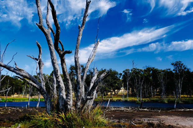 Paruna - Capture magazine