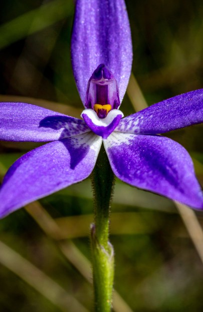 Canberra Wildflowers - Capture magazine