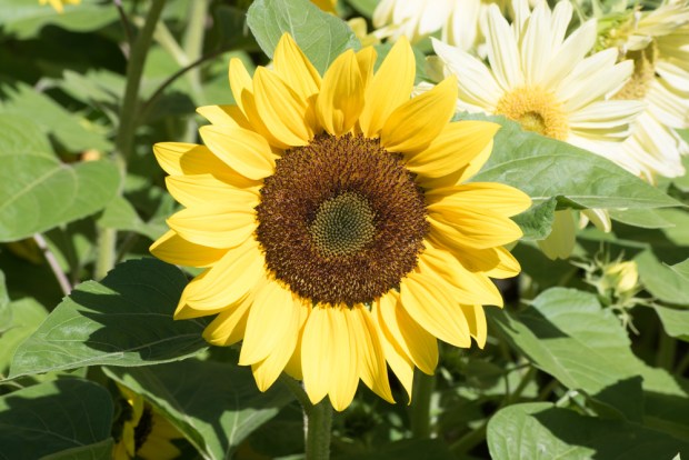 Sunflower - Australian Photography