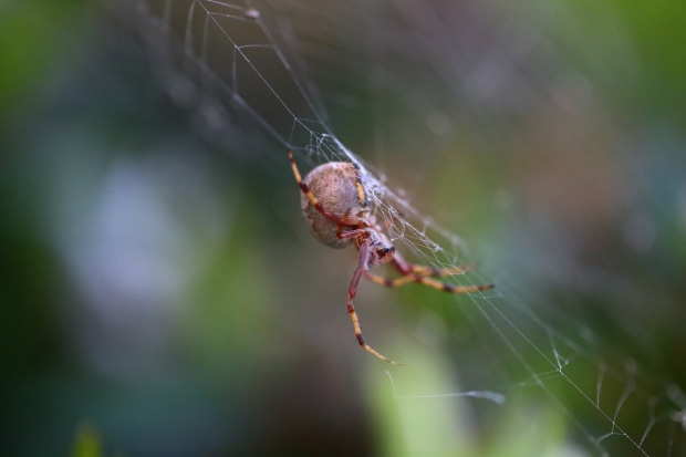 Spider profile - Australian Photography