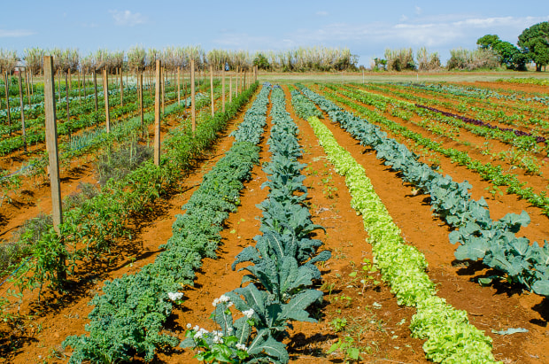 Crops - Australian Photography