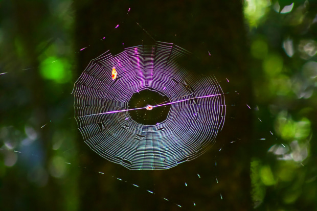 Magical colours of a spider web - Australian Photography