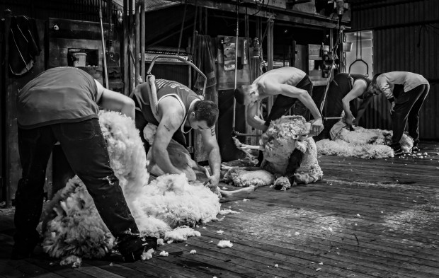 Click go the shears - The Mono Awards