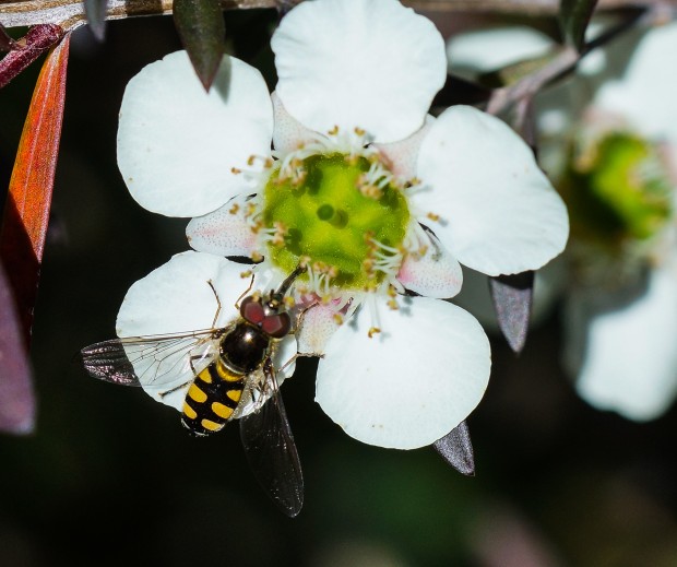 Insects - Australian Photography