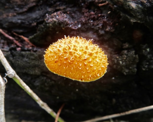 Fascinating Fungi - Australian Photography