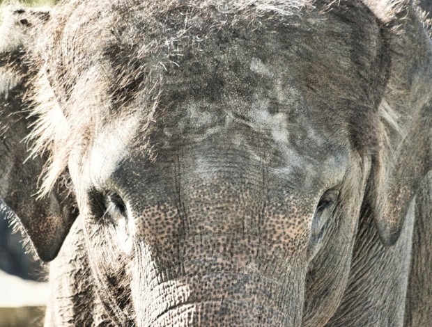 Elephant Lines - Australian Photography