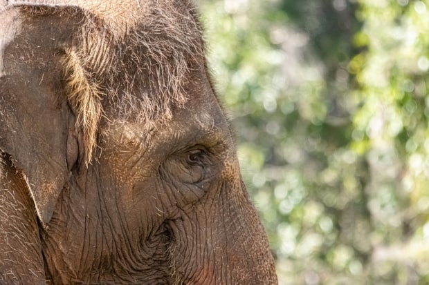 Elephant Lines - Australian Photography