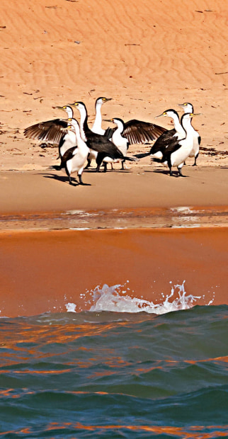 Cape Peron headland at Rockingham, with its wildlife, Western Australia ...