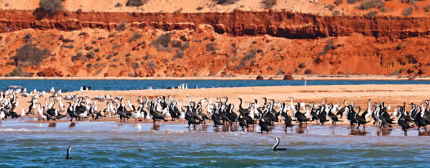 Cape Peron headland at Rockingham, with its wildlife, Western Australia ...