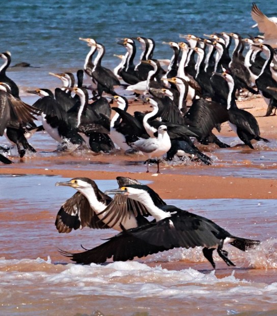 Cape Peron headland at Rockingham, with its wildlife, Western Australia ...