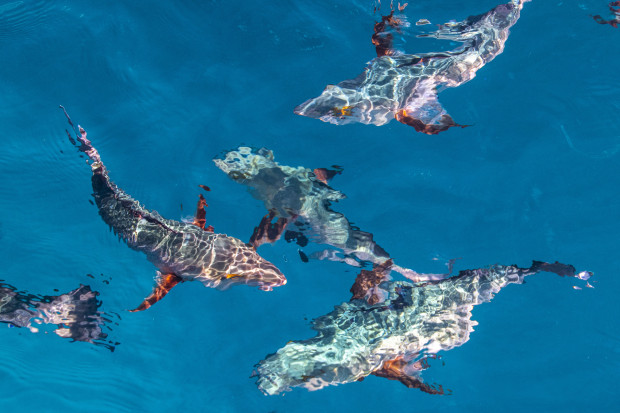 Red Bass (and one trevally!) - Australian Photography