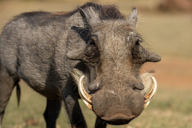 The Warthog - Australian Photography