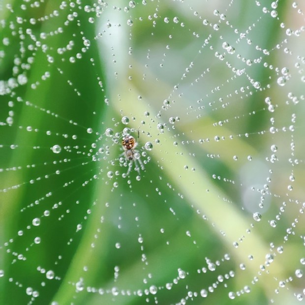 Web of Water - Australian Photography