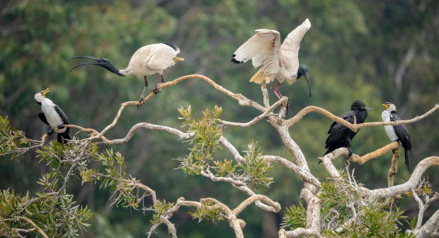 A variety of bird action at Coomaditchy Lagoon - Australian Photography
