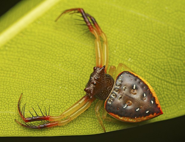 Ambush hunters - Australian Photography