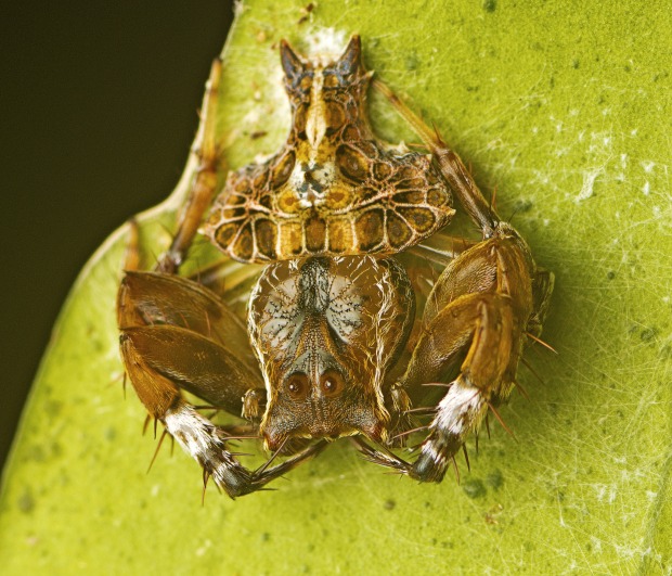 Ambush hunters - Australian Photography