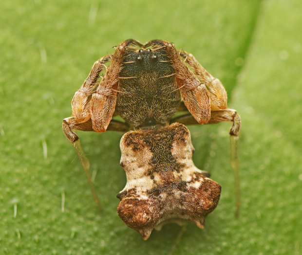Ambush hunters - Australian Photography