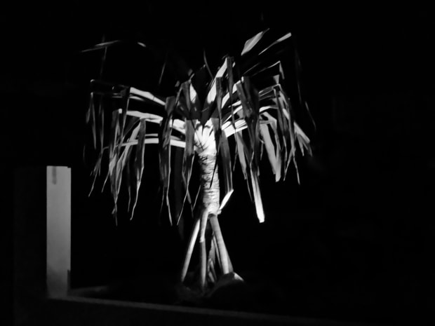 Trees and Leaves - Australian Photography