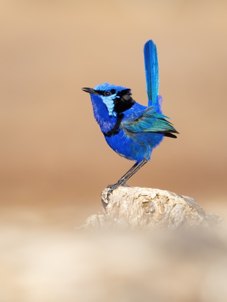 Splendidly Blue - Australian Photography