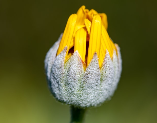 Daisy - Australian Photography