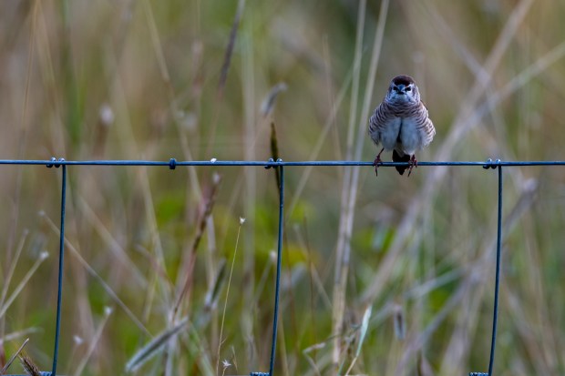 Birds on a wire - Australian Photography